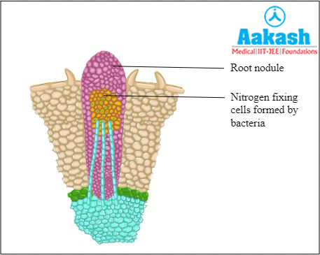 Symbiosis: Types, Nitrogen Fixation, Ecological Importance, Practice Problems and FAQs in ...
